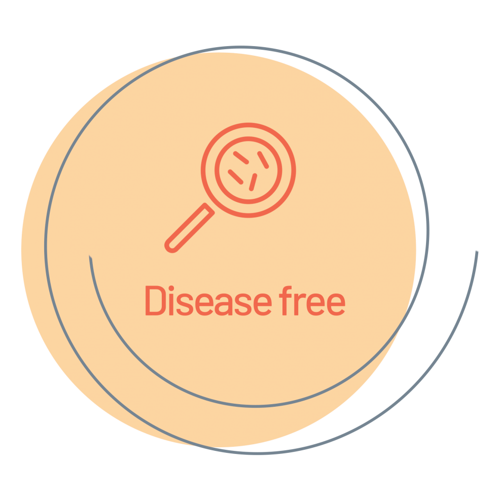 Maua Mazuri | Tissue Culture