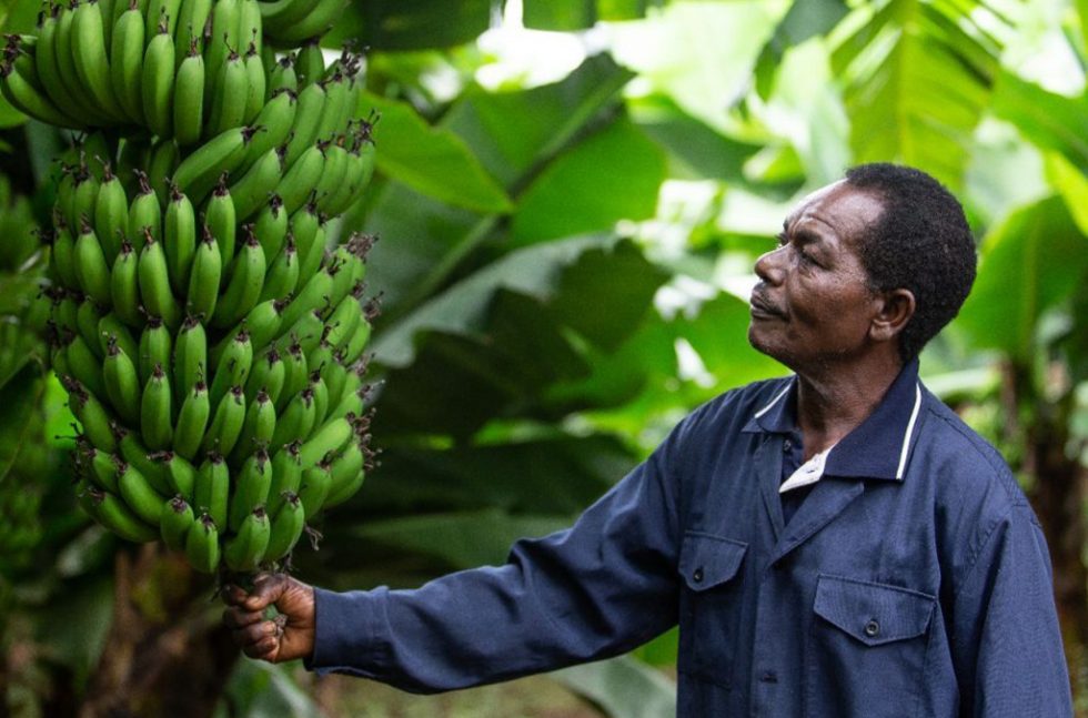 Maua Mazuri | Tissue Culture