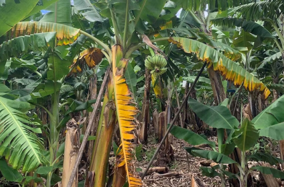 Maua Mazuri | Tissue Culture