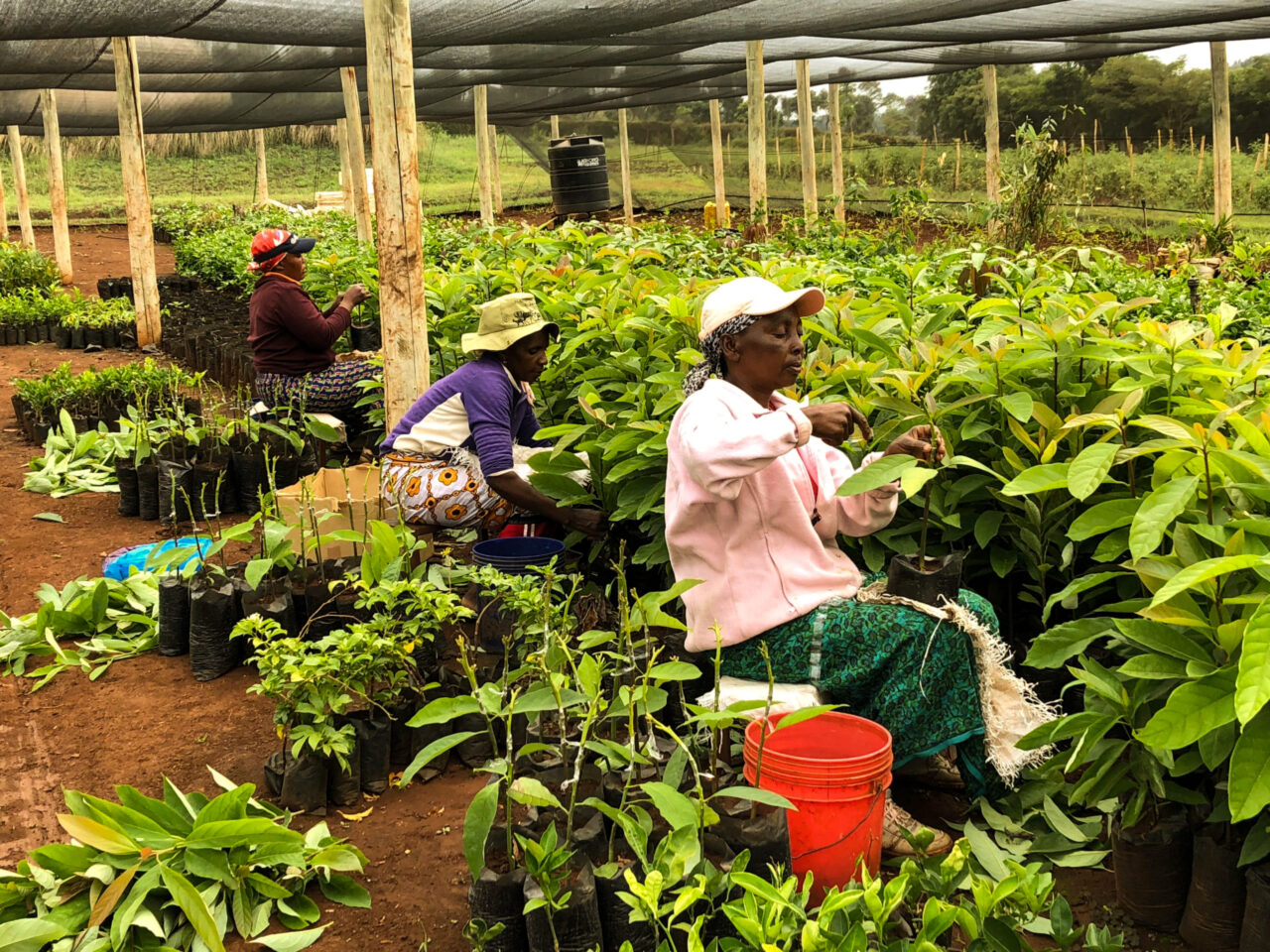 Product & Services | Maua Mazuri