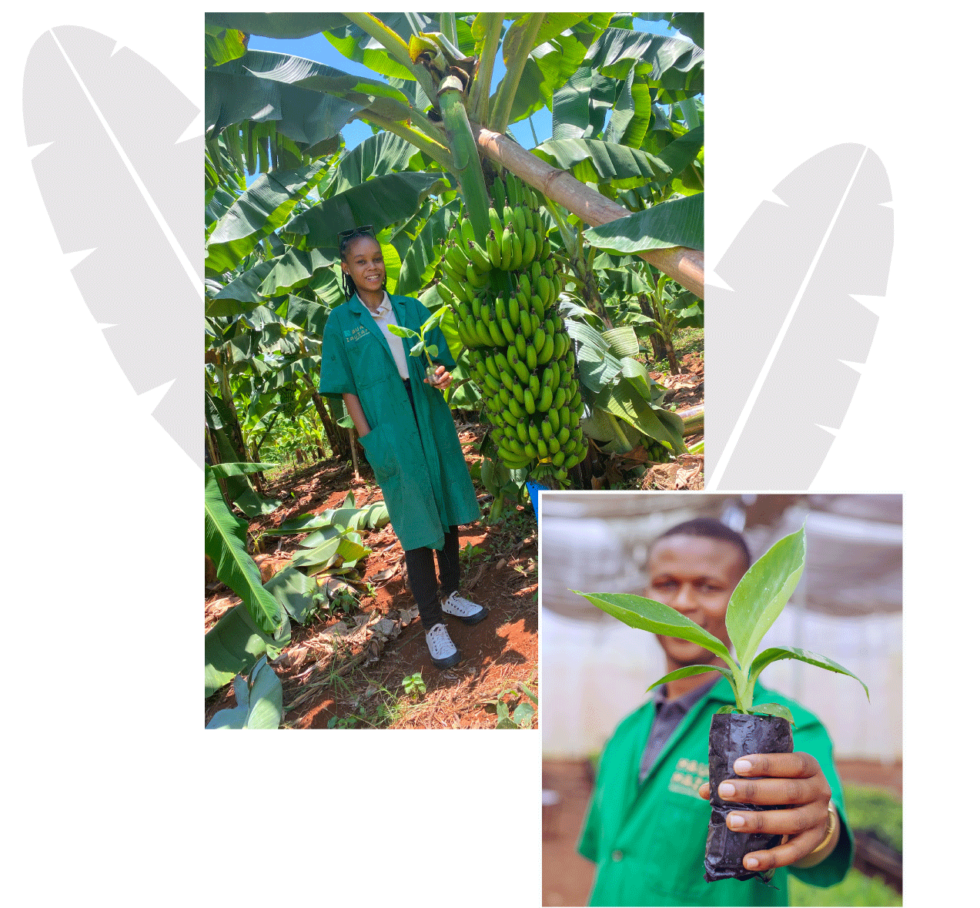 Maua Mazuri | Tissue Culture